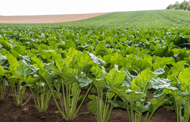 Siew buraka - AgroContractor