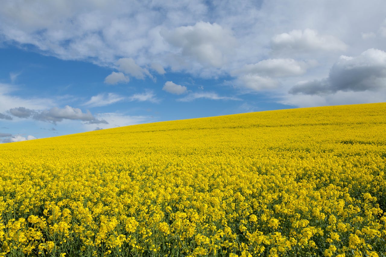 Siew rzepaku jarego - kiedy jest najlepszy termin? - AgroContractor
